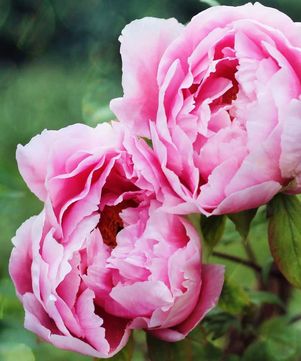 10 Ideas to Create a Beautiful Flower Garden - Bluesky at Home