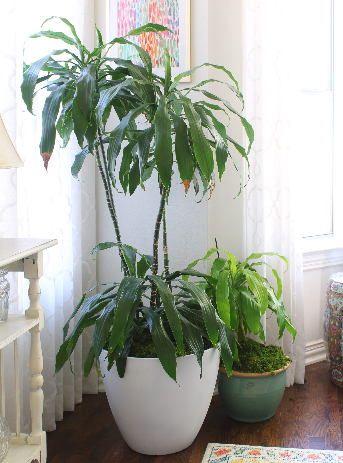 Pretty Ways to Use Green Plants in Your Home - Bluesky at Home