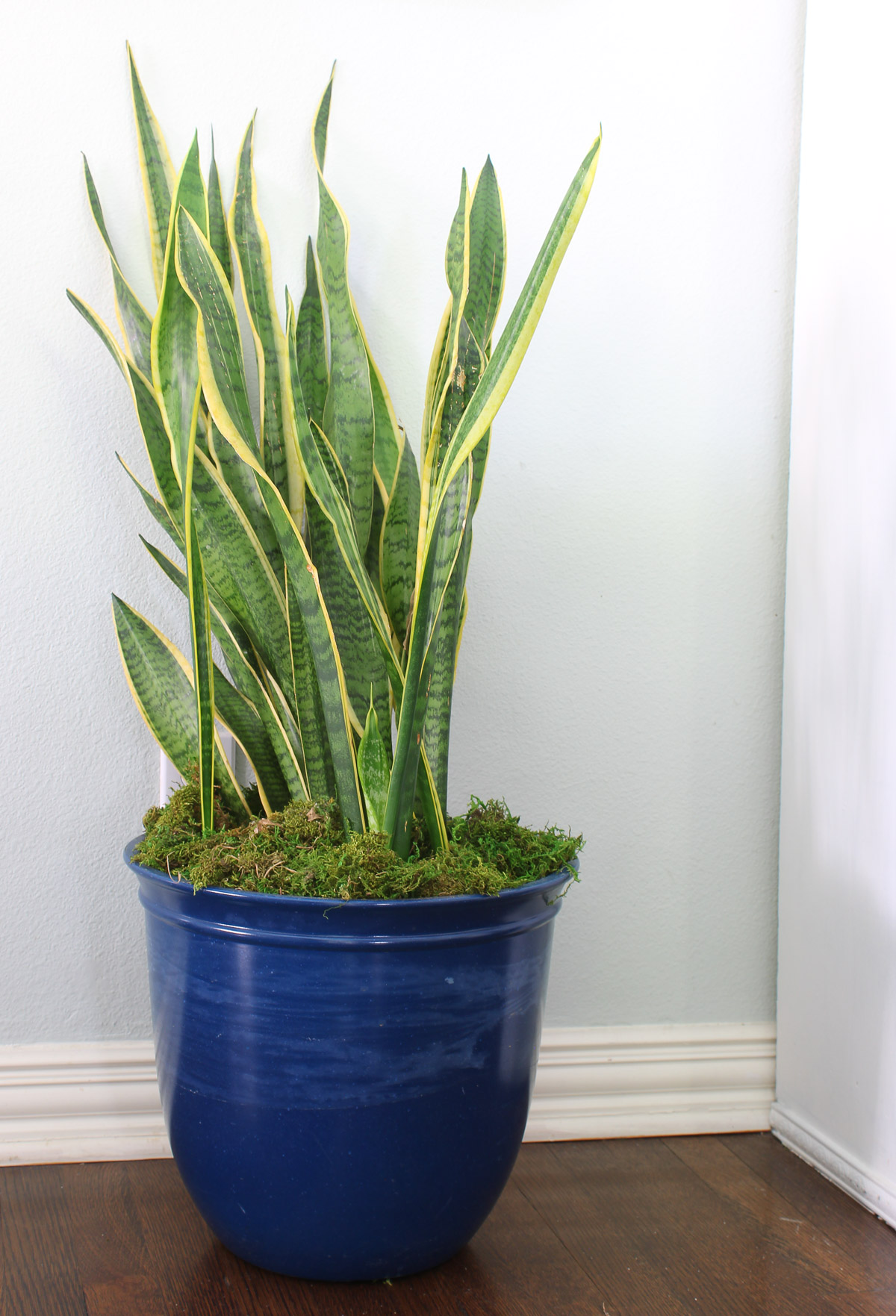 Pretty Ways to Use Green Plants in Your Home - Bluesky at Home